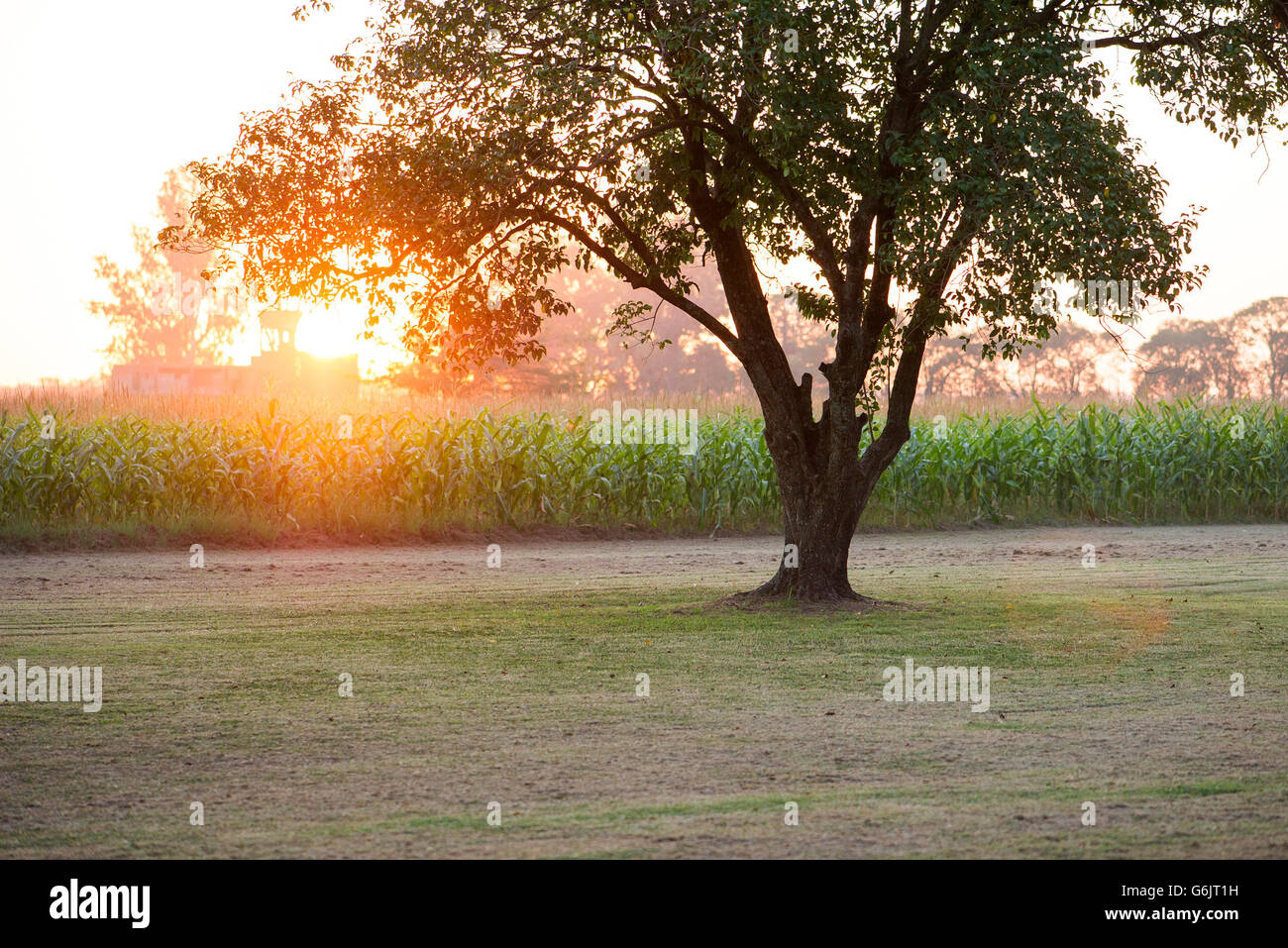 Tree silhouettes in rural setting hi-res stock photography and images ...
