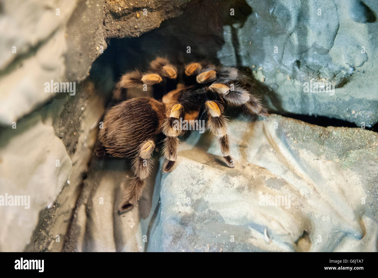Hairyness hi-res stock photography and images - Alamy