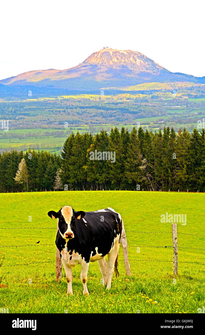 cow in pasture Puy de Dome peak regional park of auvergne volcanoes ...
