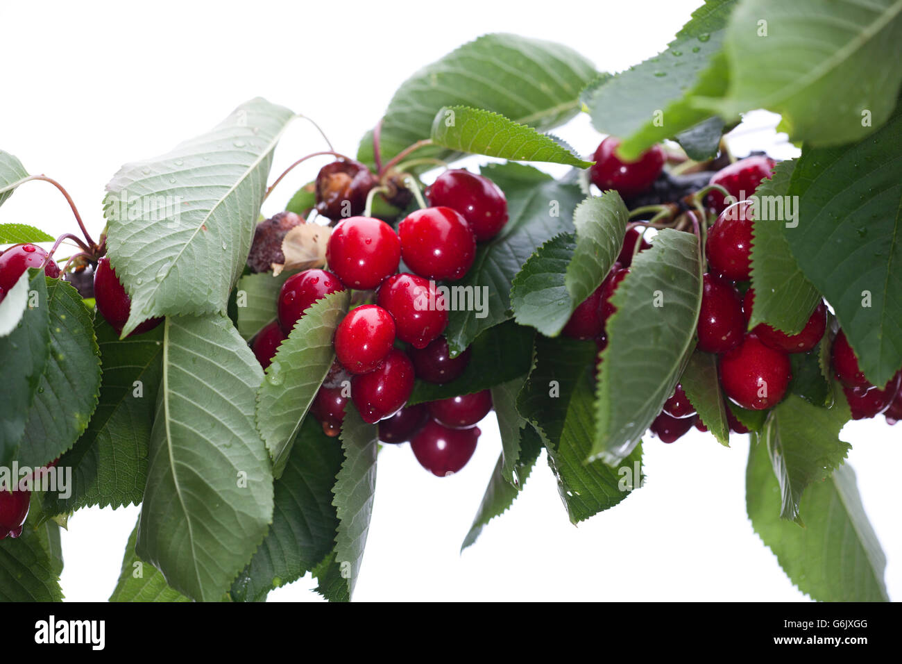 Branch of a cherry tree (Prunus avium Stock Photo - Alamy