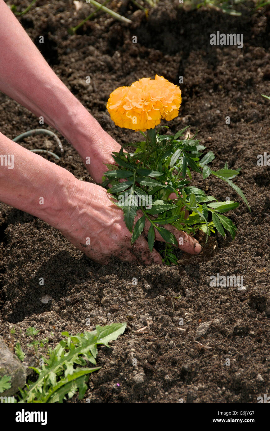 Woman's hands planting a flower, gardening Stock Photo - Alamy