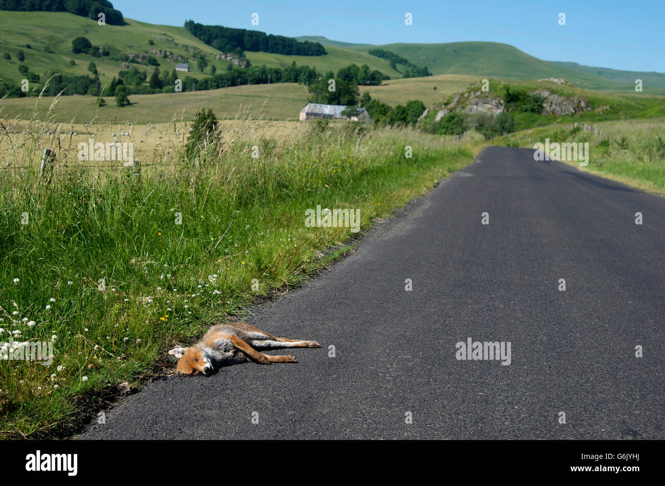 Dead fox on hi-res stock photography and images - Alamy