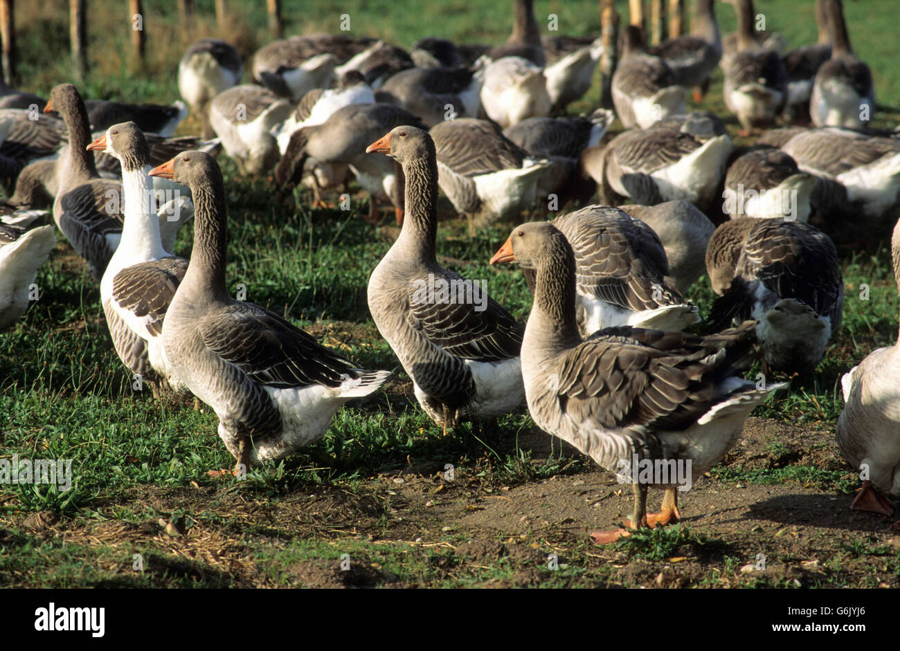 Perigord geese hi-res stock photography and images - Alamy