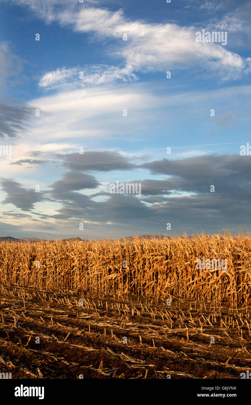 Corn maize harvest france hi-res stock photography and images - Alamy