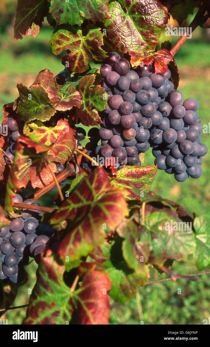 Bunch of red grapes Stock Photo - Alamy