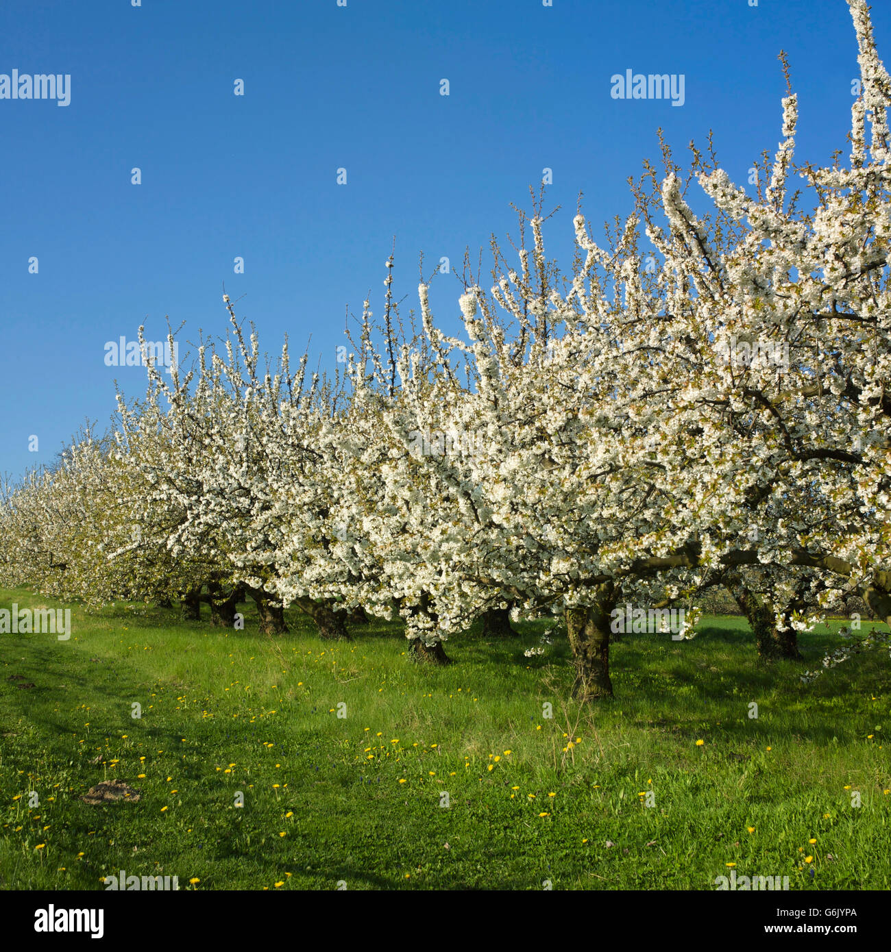 Apple trees (Malus domestica) in an orchard, Limagne, Auvergne, France ...