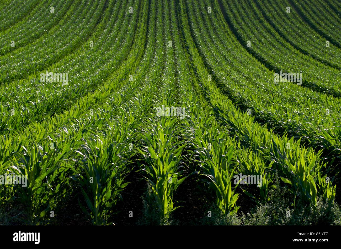 Field of maize, Limagne, Auvergne, France, Europe Stock Photo - Alamy