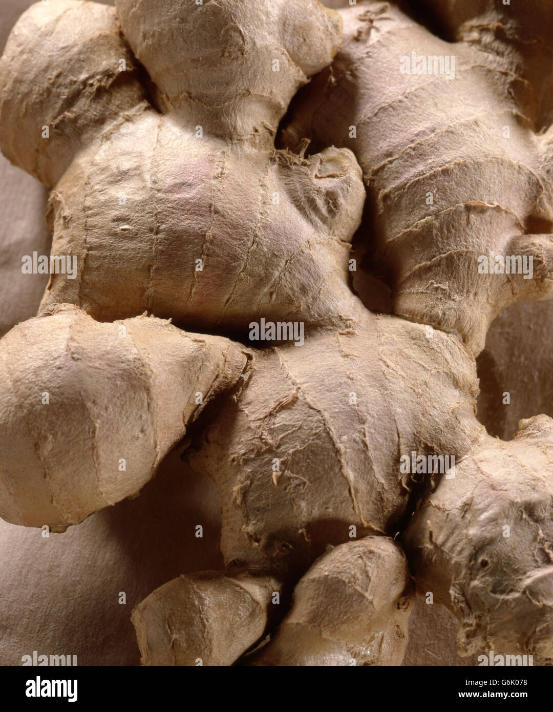 Ginger root, Ginger (Zingiber officinale Stock Photo - Alamy