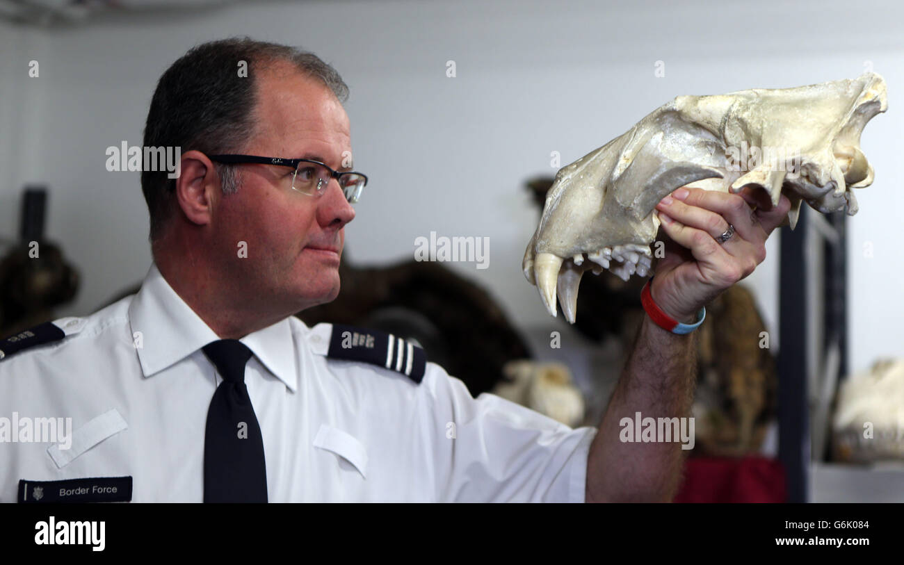 Senior Officer Grant Miller holds the skull of an animal which is ...