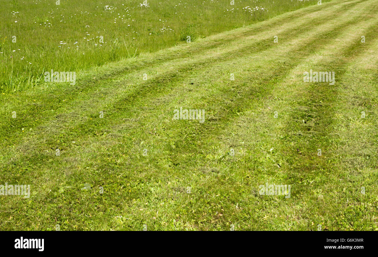 lawn mowed in half Stock Photo - Alamy