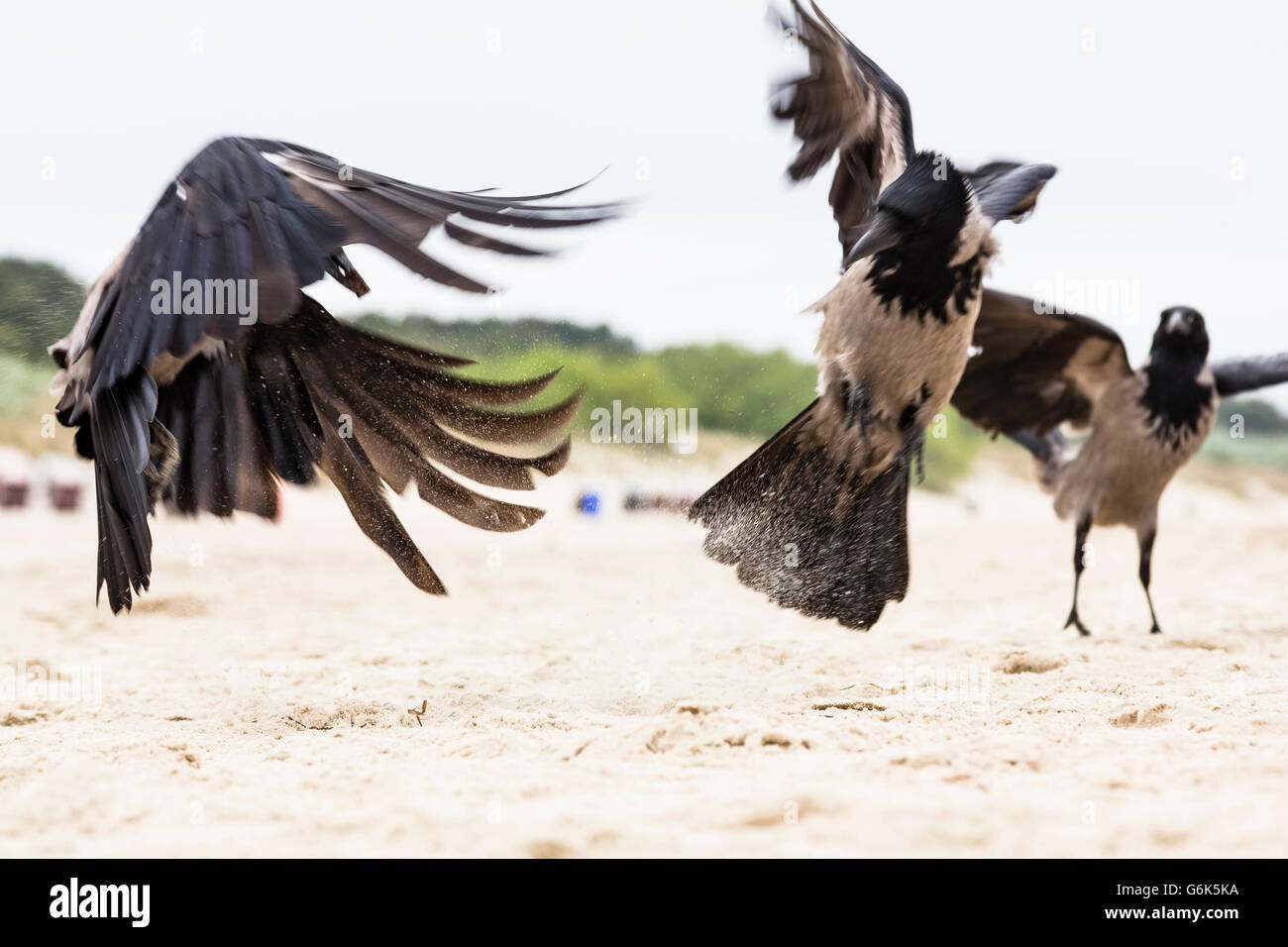 Crows fighting hi-res stock photography and images - Alamy