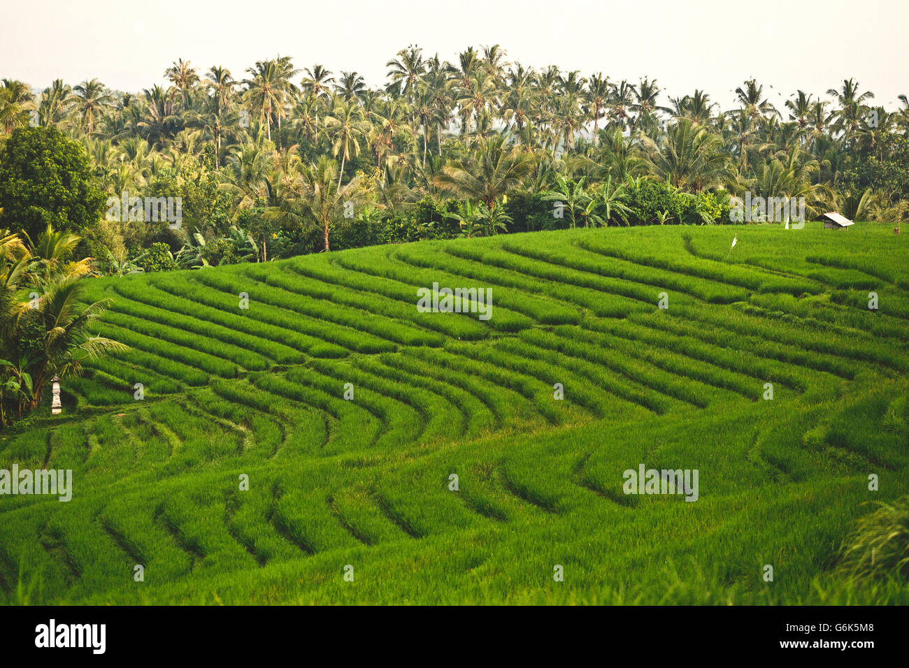 Indonesia, Bali, rice fields Stock Photo - Alamy