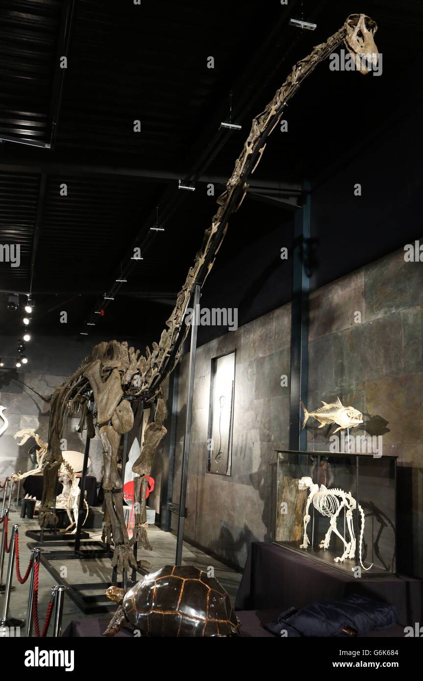 A 17 metre long specimen of a long-necked Diplodocus Longus will be ...