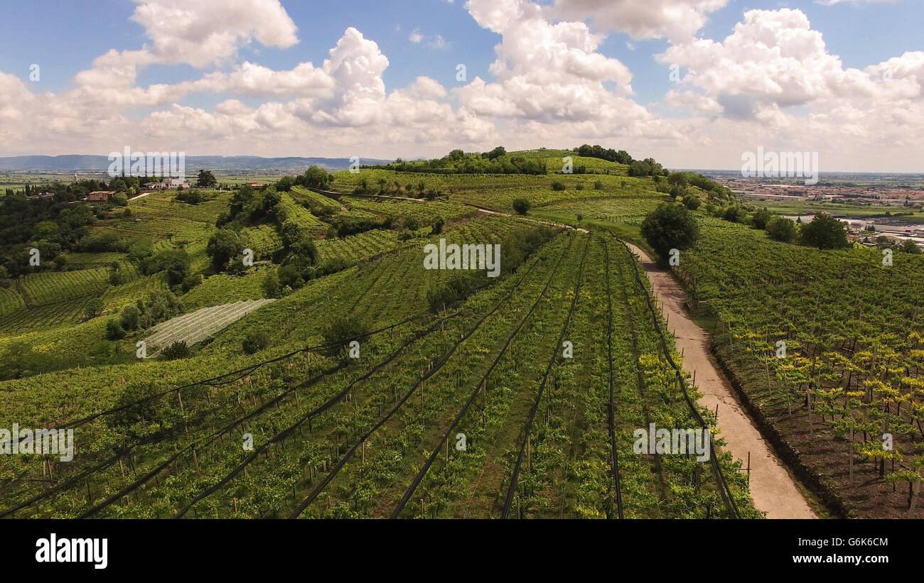 Aerial view of the vineyards on the Italian hills Stock Photo - Alamy