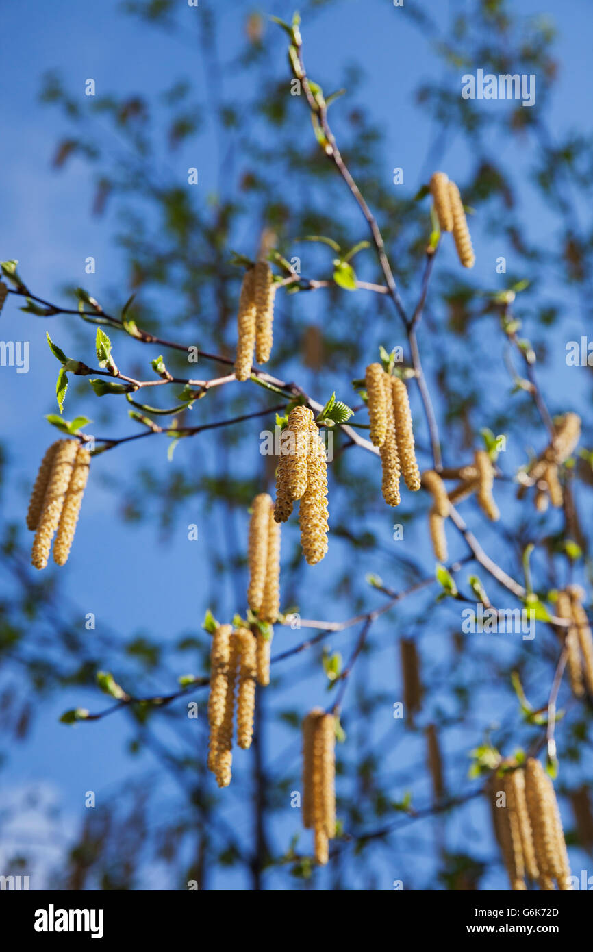 Birch catkins hi-res stock photography and images - Alamy