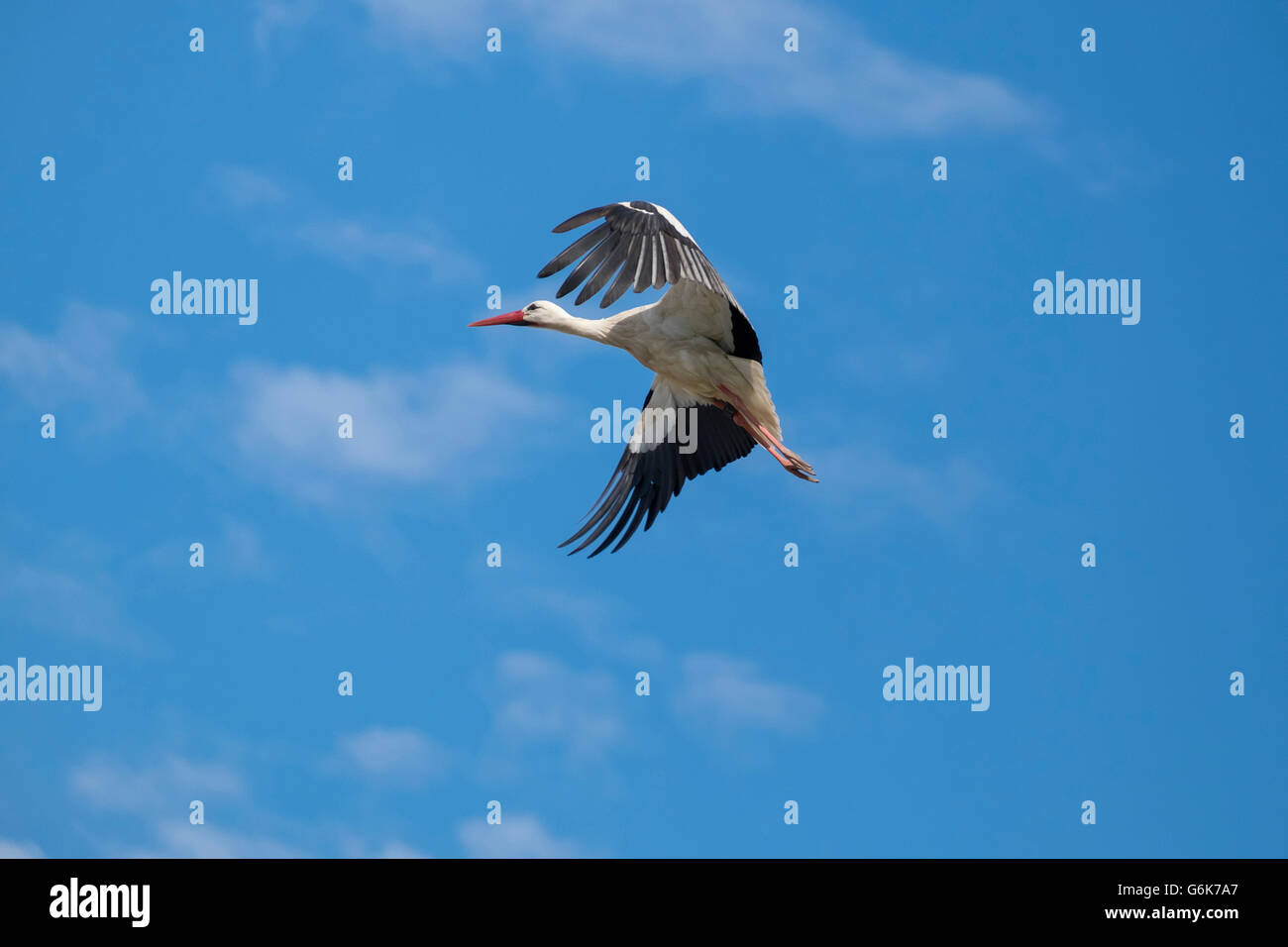Flying white hi-res stock photography and images - Alamy