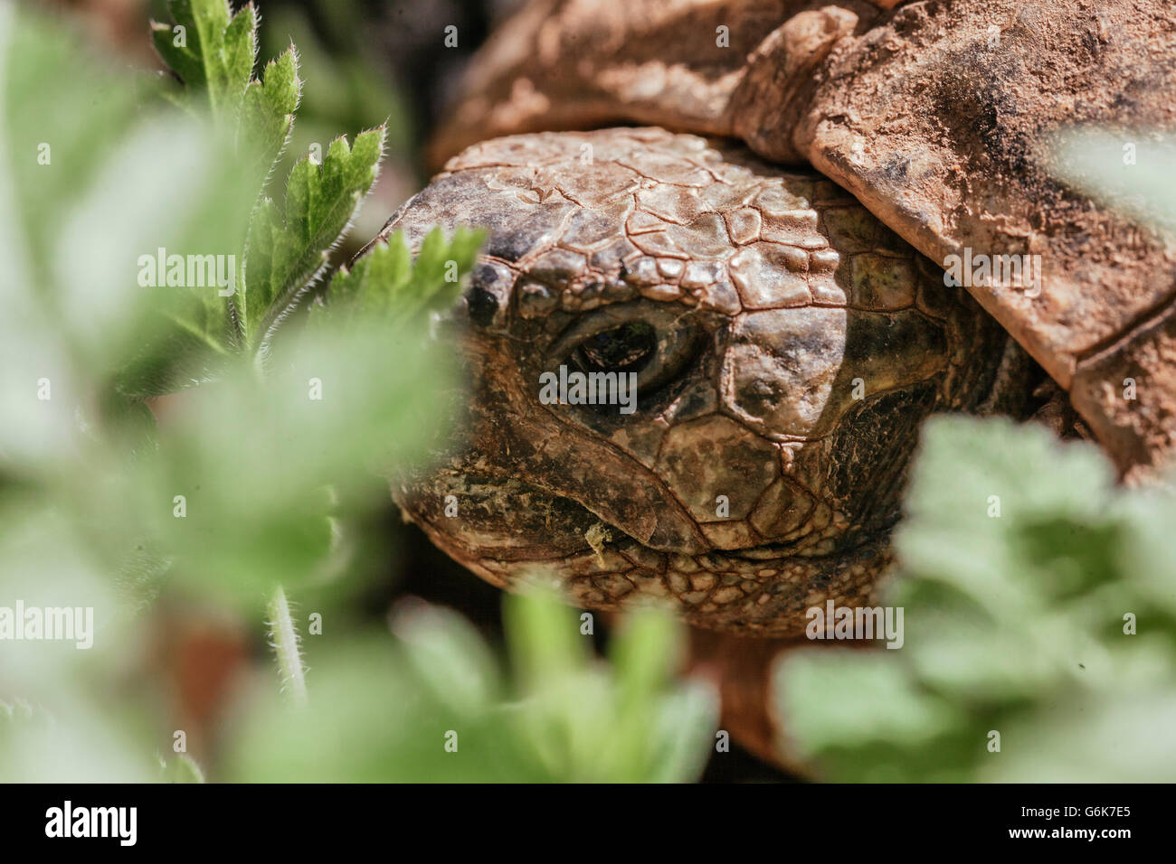 Portrait of forest tortoise, Chelonoidis denticulata Stock Photo - Alamy