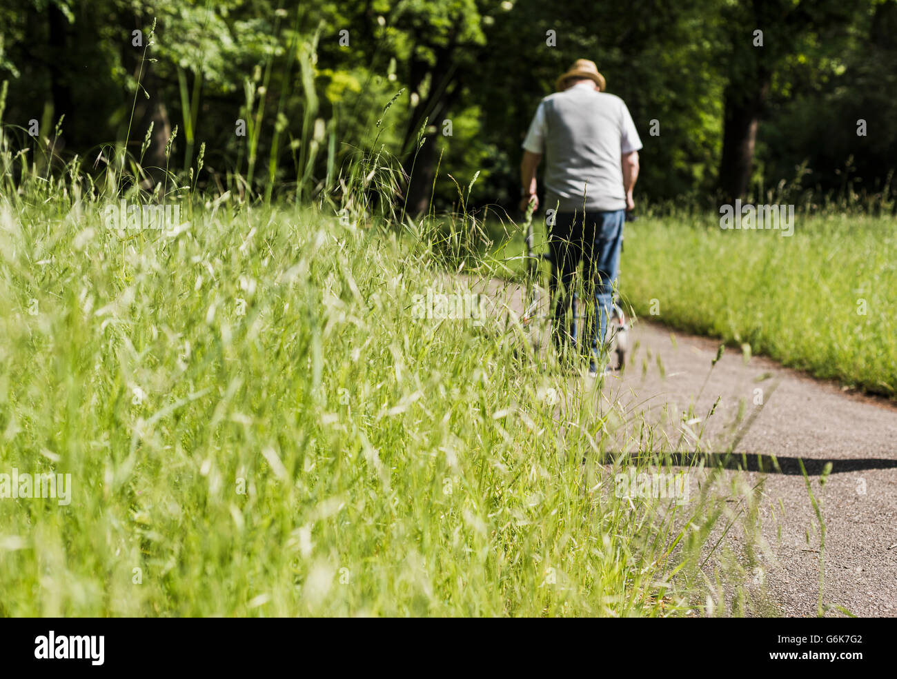 Back view of senior man strolling with wheeled walker in nature Stock ...