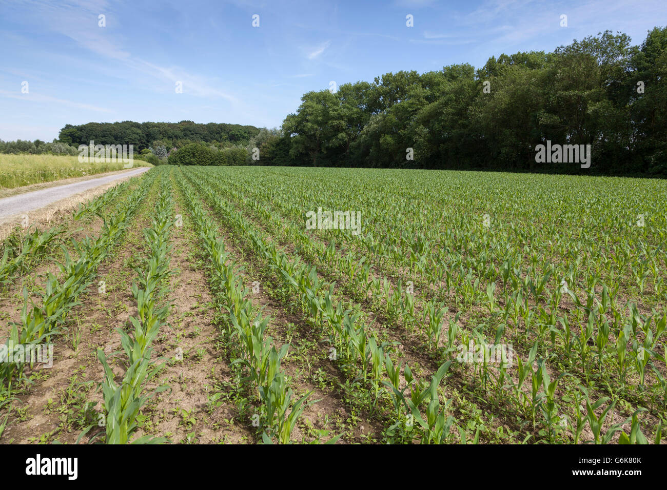 Germany, field with young maize plants, Zea mays Stock Photo - Alamy