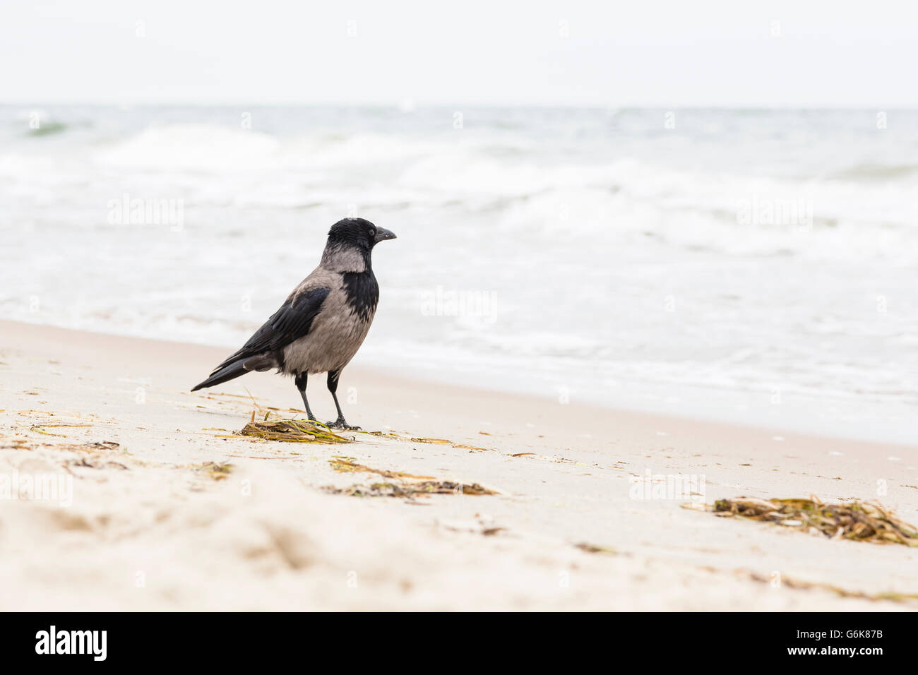 Crows at seashore hi-res stock photography and images - Alamy
