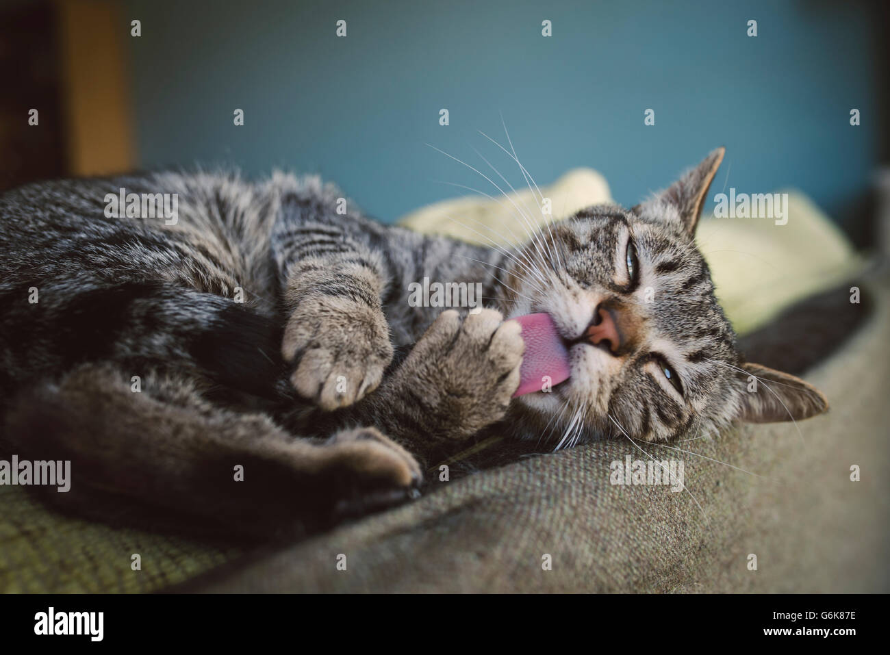 Tabby cat licking tail on backrest of a couch Stock Photo - Alamy