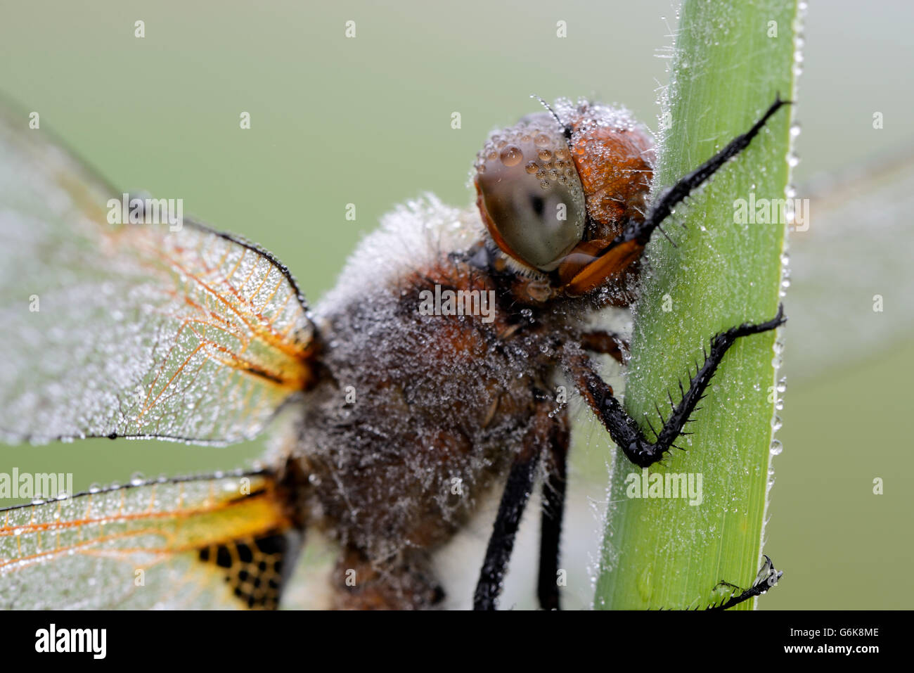 Portrait of wet scarce chaser Stock Photo - Alamy