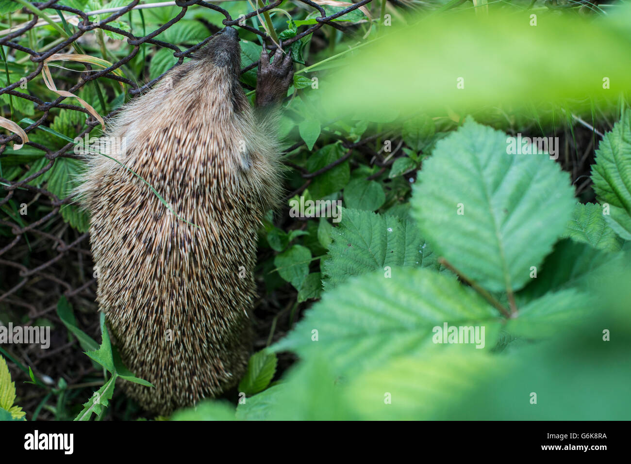 Hedgehog on a wire mesh fence Stock Photo - Alamy