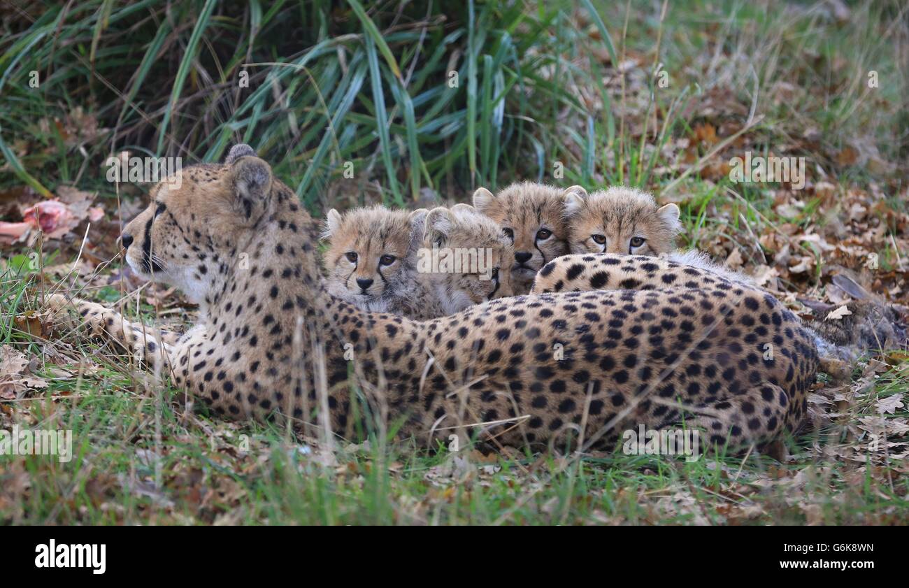 Izzy, a Southern Cheetah, lays with her as yet unnamed two male and two ...
