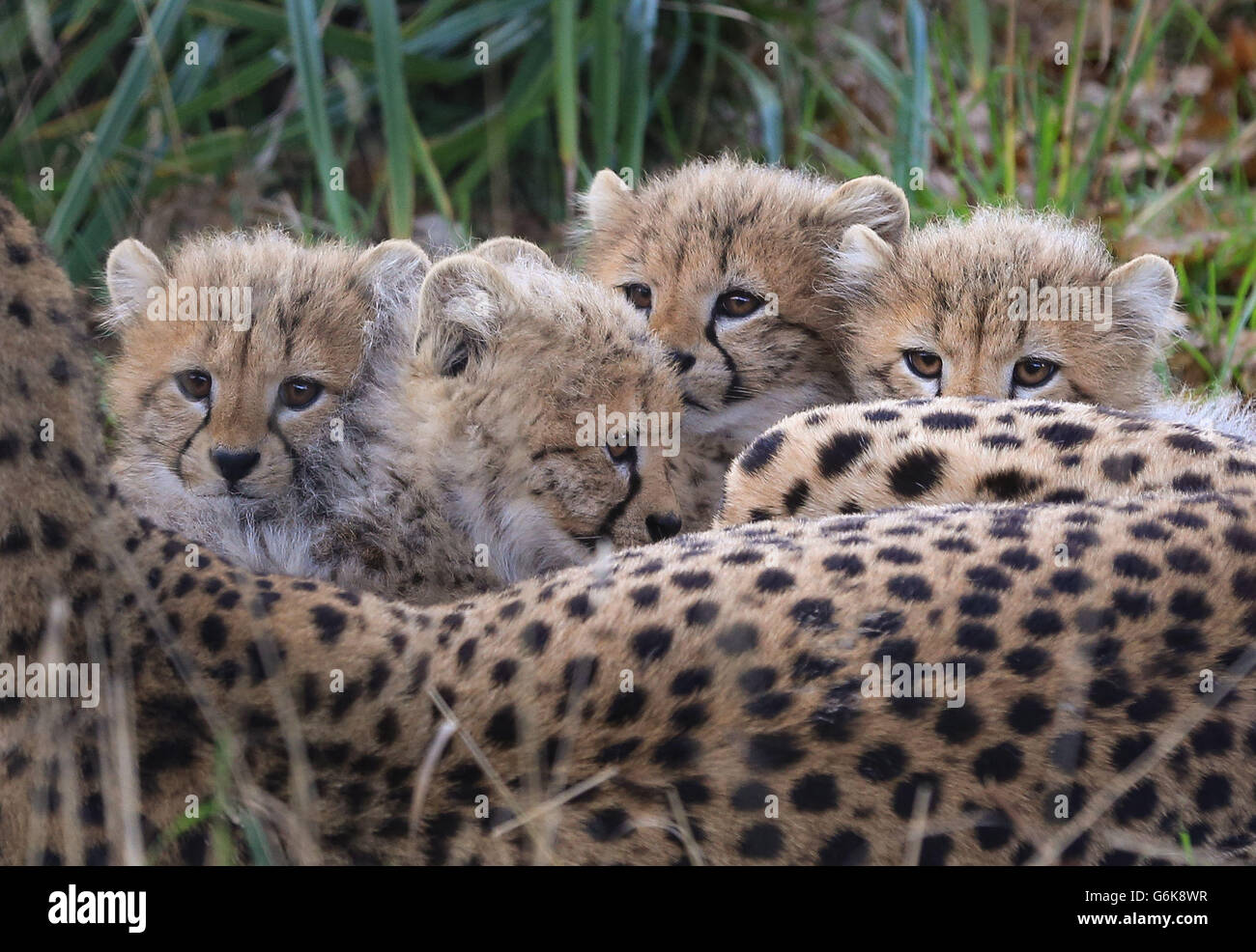 Cheetah Mother And Cubs Wildlife Safari Cheetah Mother Adopts