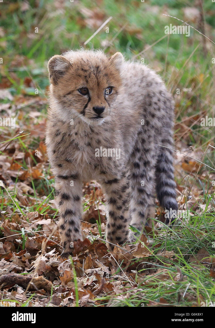 One of four as yet unnamed Southern Cheetah cubs explores their ...