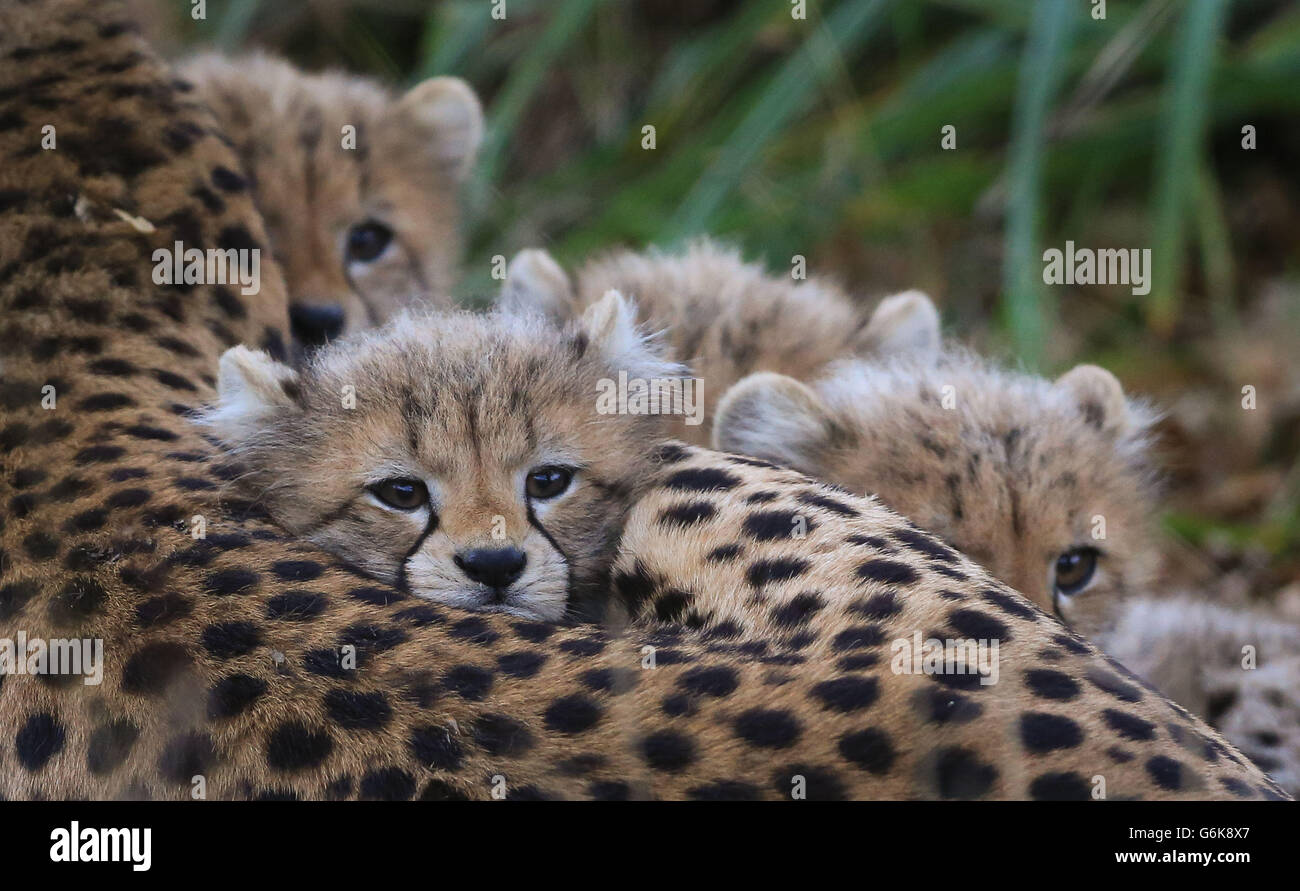 Two male and two female Southern Cheetah cubs lay with their mother ...