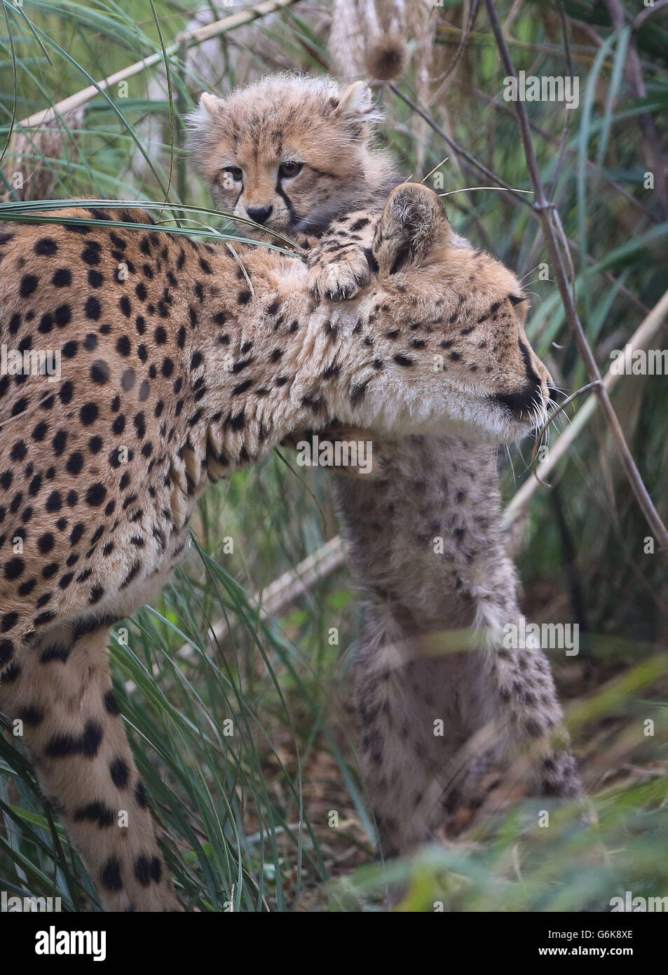 One of four as yet unnamed Southern Cheetah cubs plays with mother Izzy ...