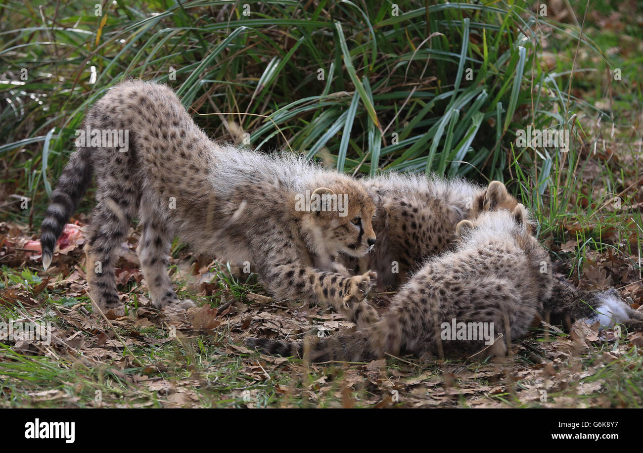 Two of four as yet unnamed Southern Cheetah cubs in their enclosure as ...