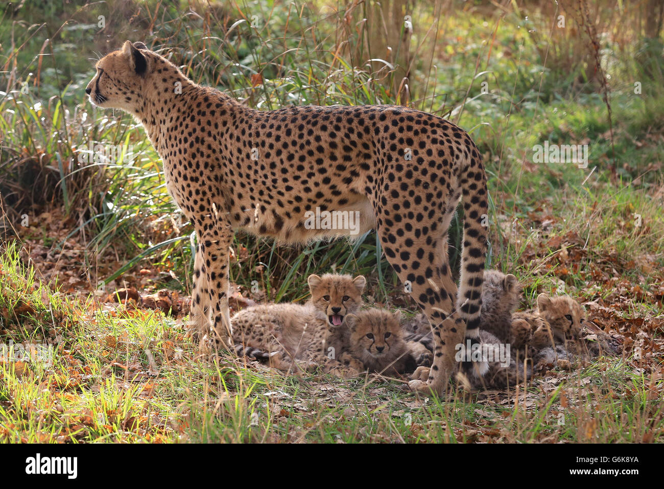 News animals cheetahs hi-res stock photography and images - Alamy
