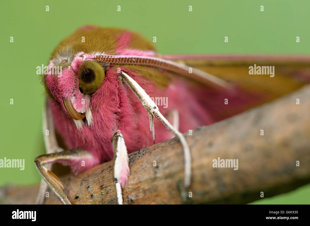 Elephant Hawk-moth Stock Photo - Alamy