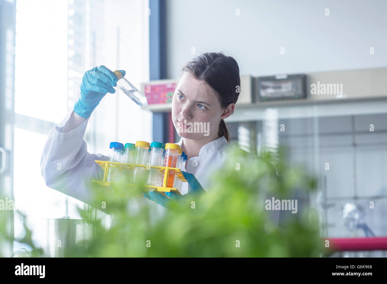 Lab technician examining sample Stock Photo - Alamy