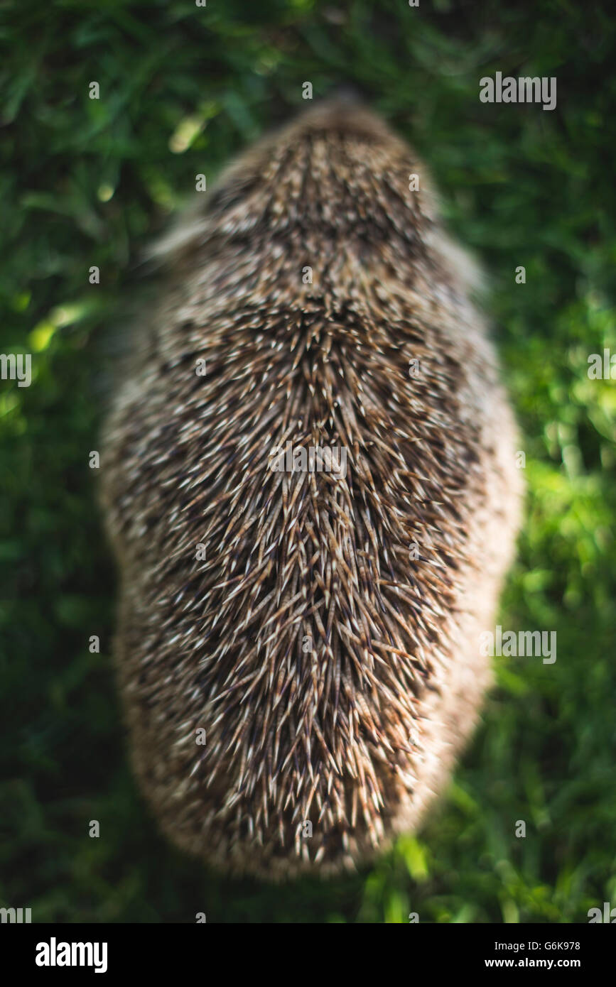 Back view of a hedgehog Stock Photo - Alamy