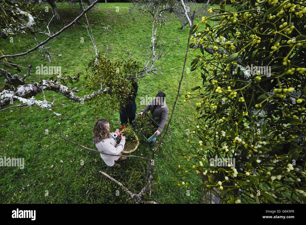 National Trust staff gather live bunches of mistletoe from an apple ...