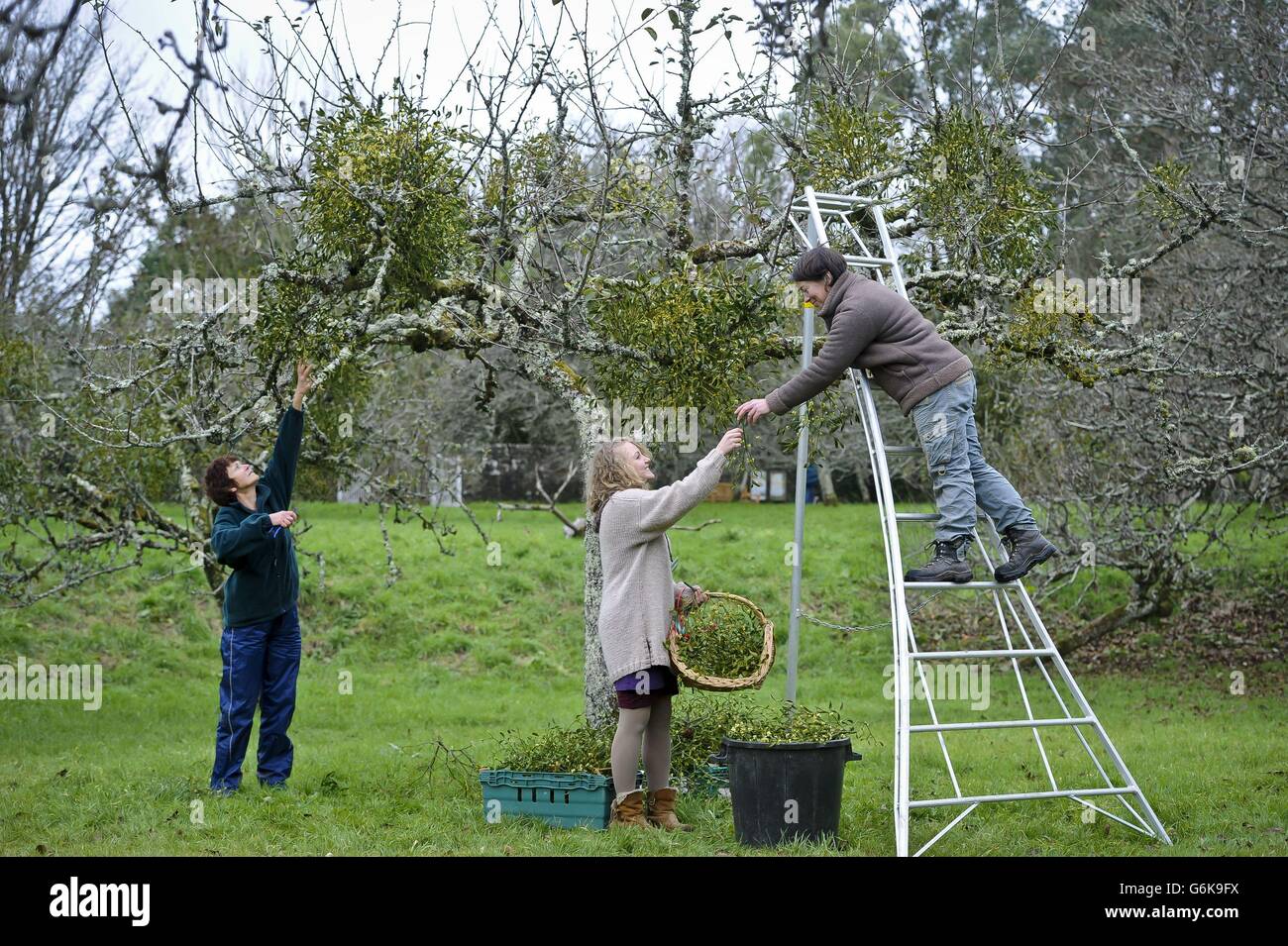 Mistletoe Bunches High Resolution Stock Photography and Images - Alamy