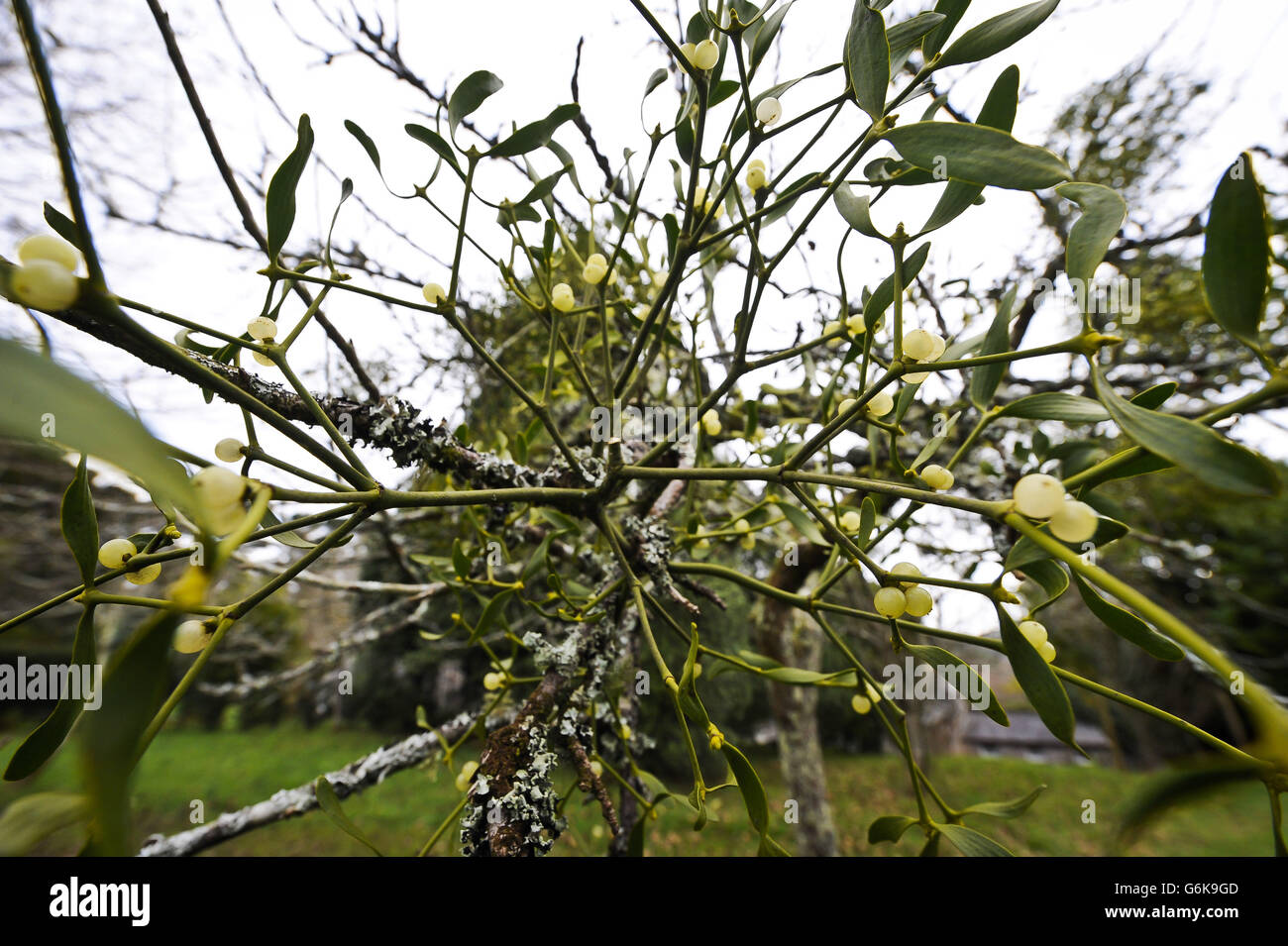 Mistletoe growing on apple trees at Cotehele in Cornwall, which is one ...
