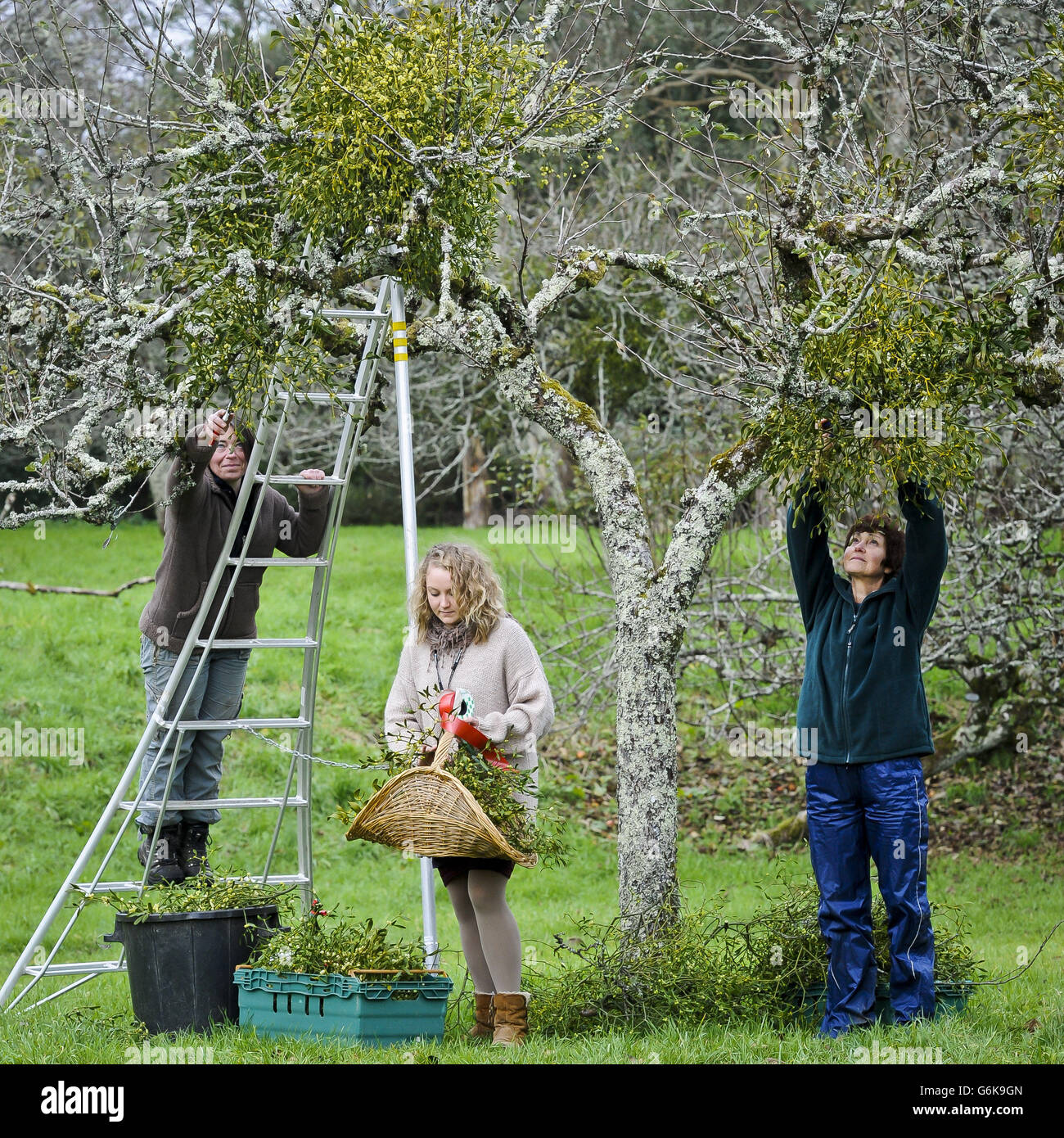 National Trust staff gather live bunches of mistletoe from an apple ...
