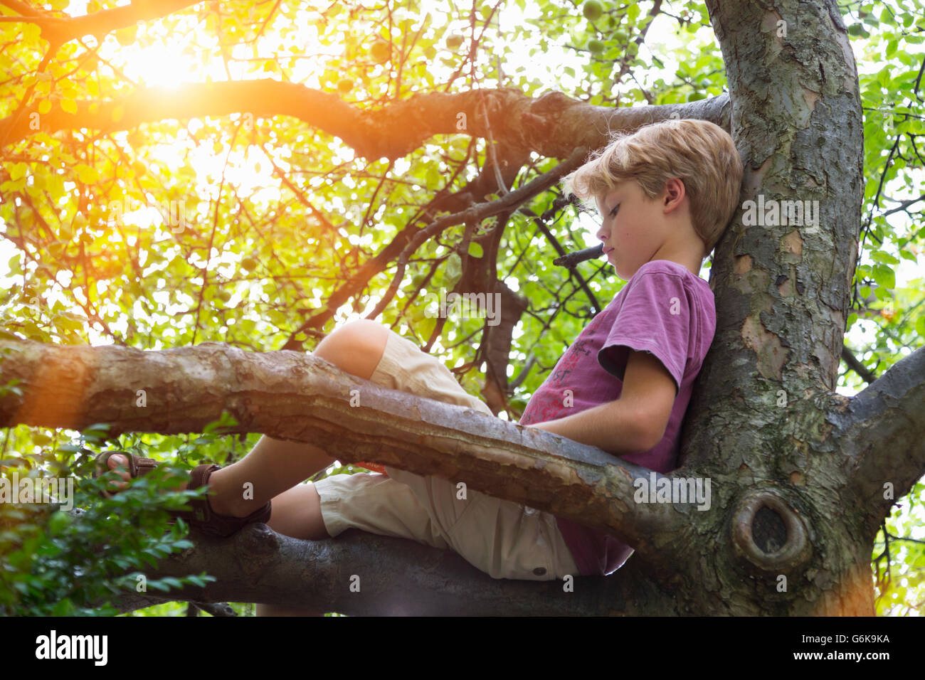 Boy reading book in tree Stock Photo - Alamy