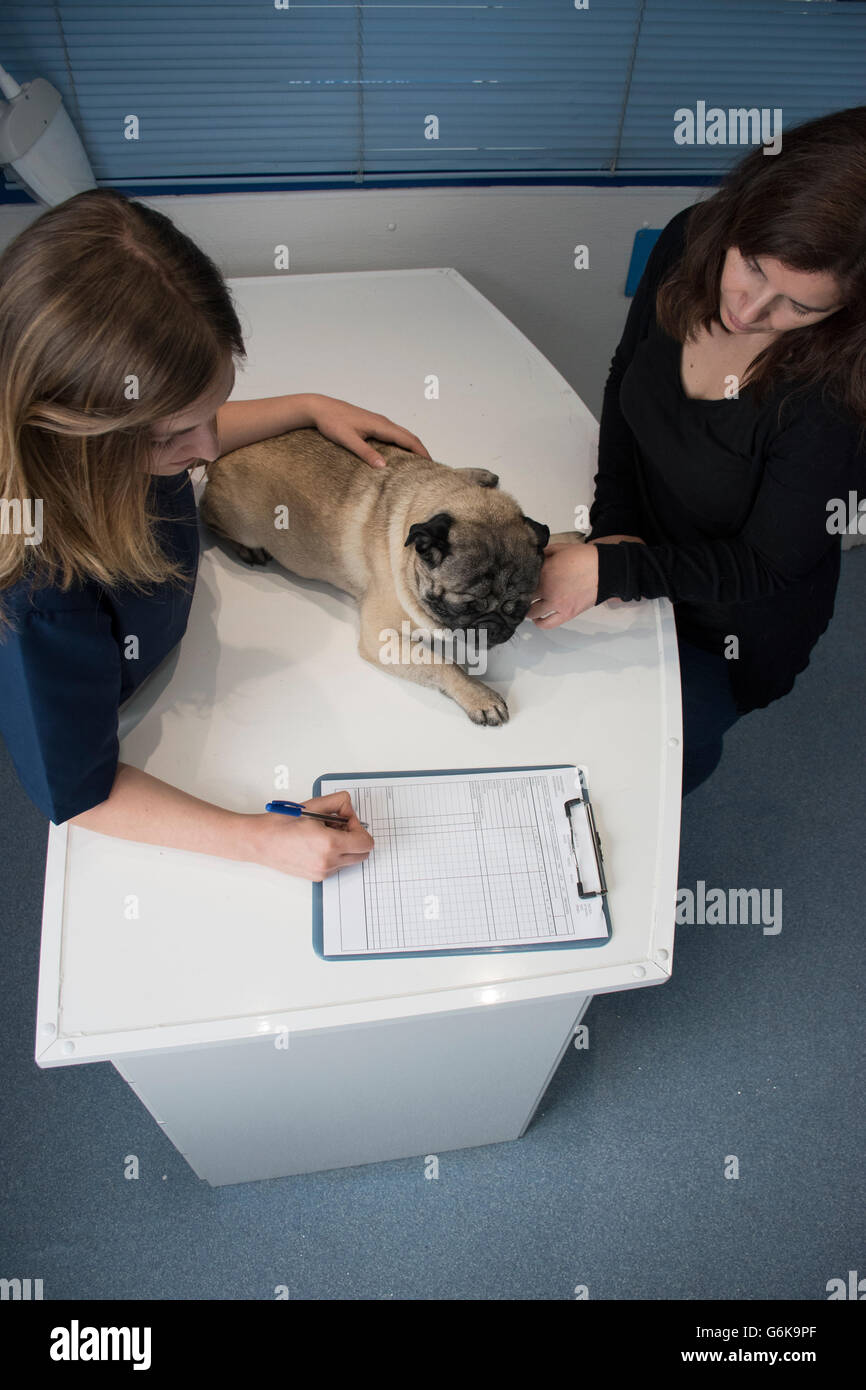 Veterinarian talking with owner of a dog in a veterinary clinic Stock ...