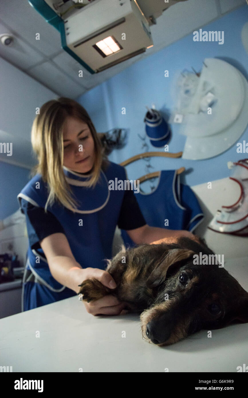 Veterinarian x-raying a dog Stock Photo - Alamy Veterinarian x-raying a dog Stock Photo - Alamy
