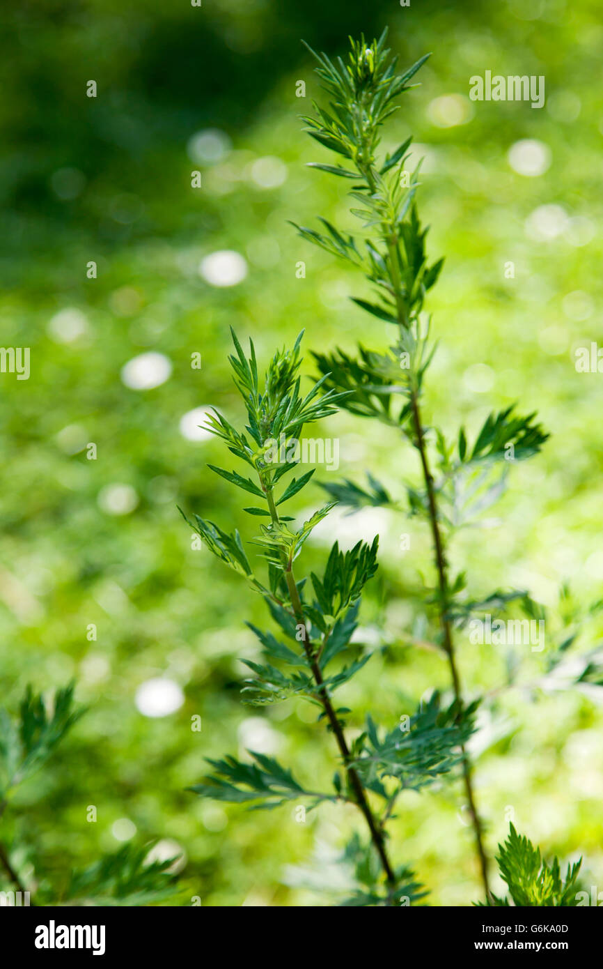 Artemisia vulgaris mugwort hi-res stock photography and images - Alamy