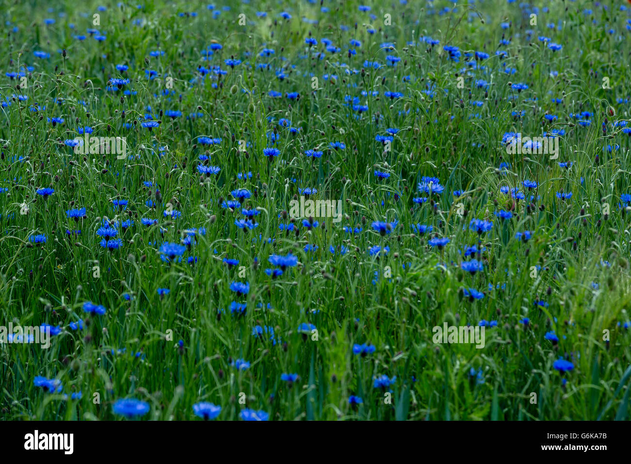 Cornflowers in field Stock Photo - Alamy