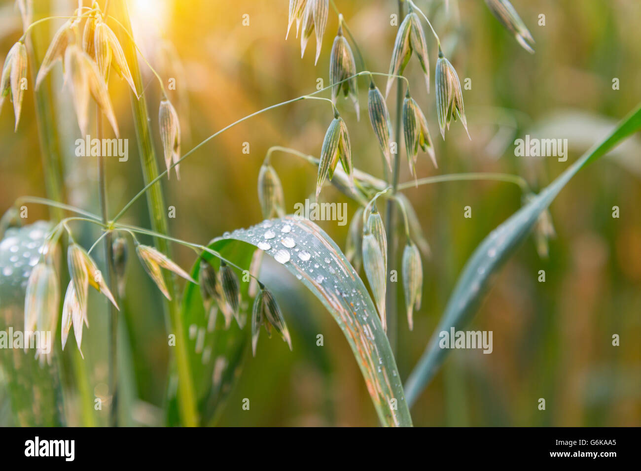 Oat crop hi-res stock photography and images - Alamy