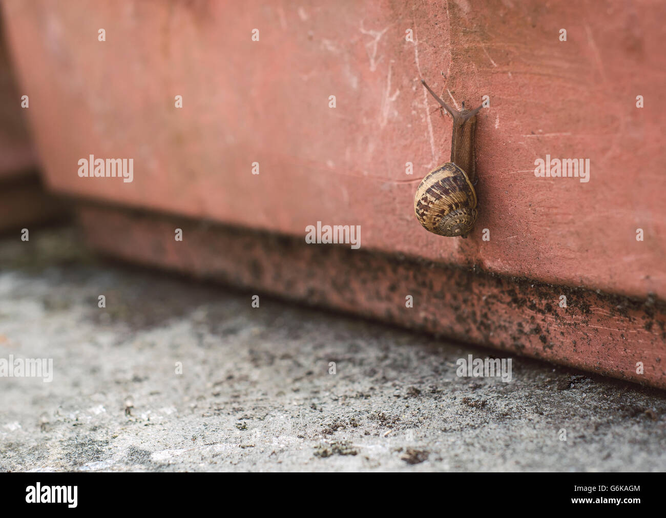 Snail creeping upwards Stock Photo - Alamy