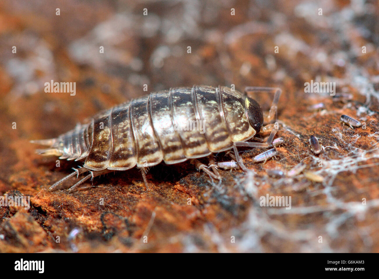 Woodlouse woodlice oniscidea hi-res stock photography and images - Alamy