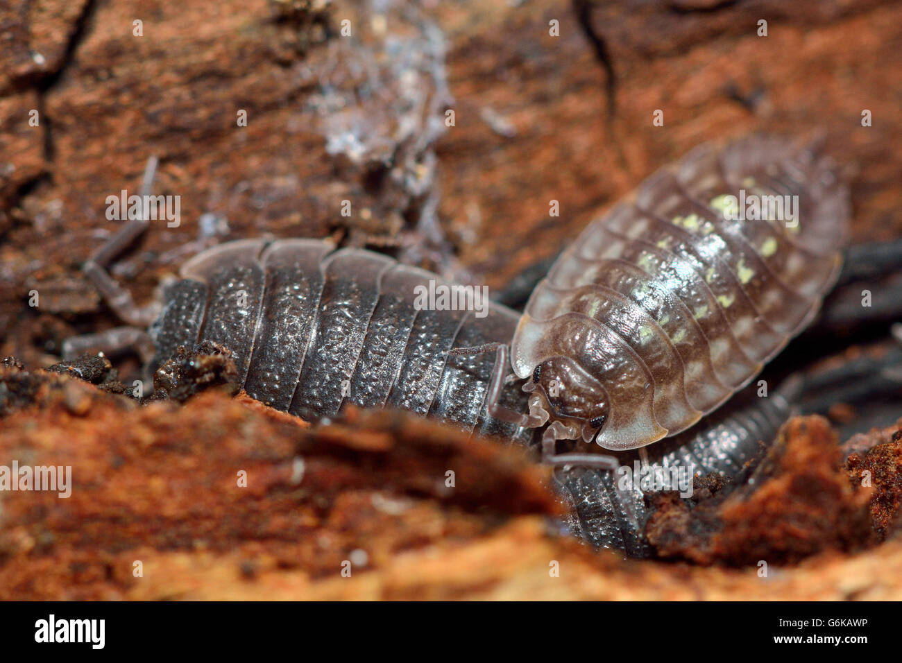 Woodlouse woodlice oniscidea hi-res stock photography and images - Alamy